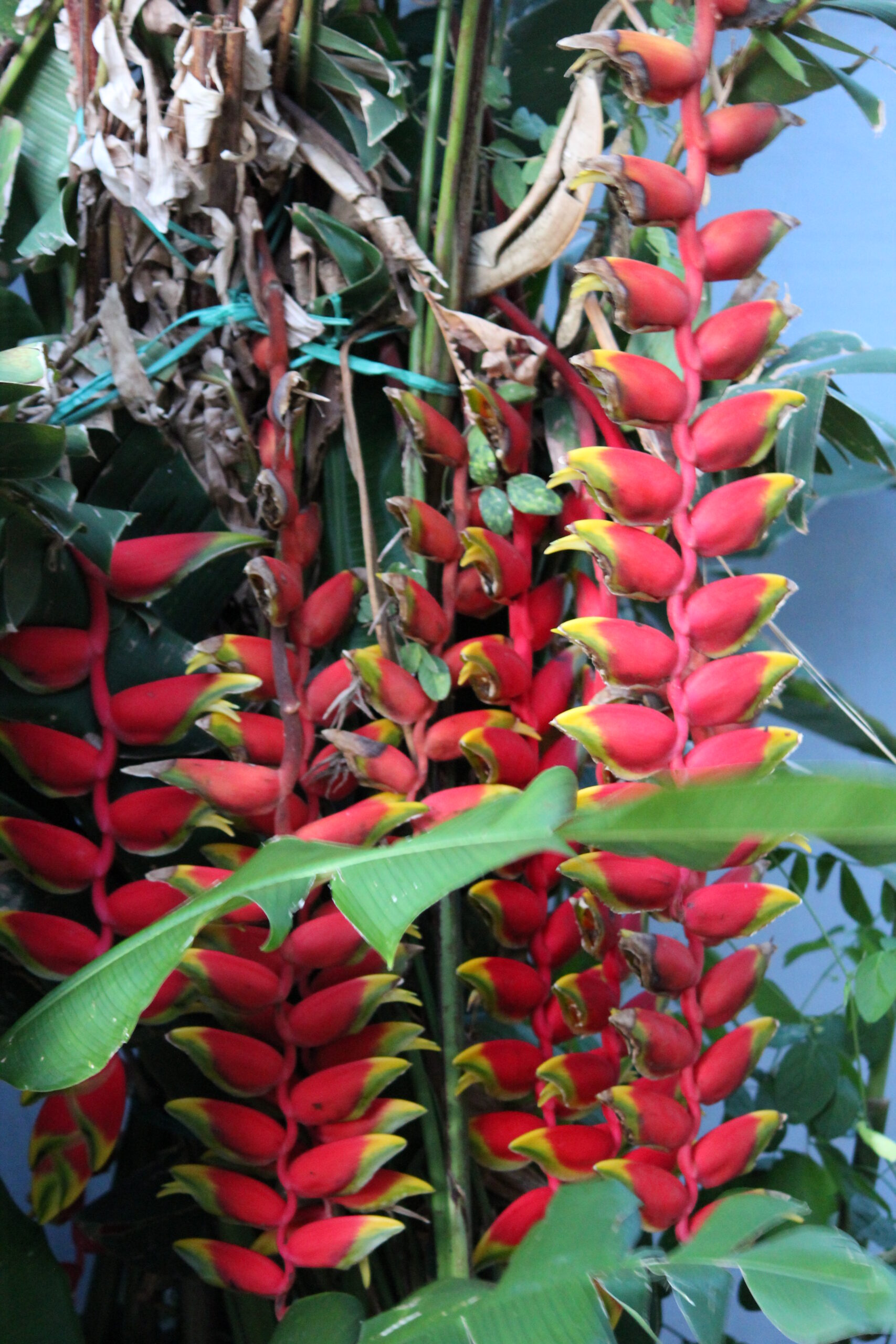 Heliconia Rostrata: The Enchanting Beauty of Hanging Lobster Claw ...