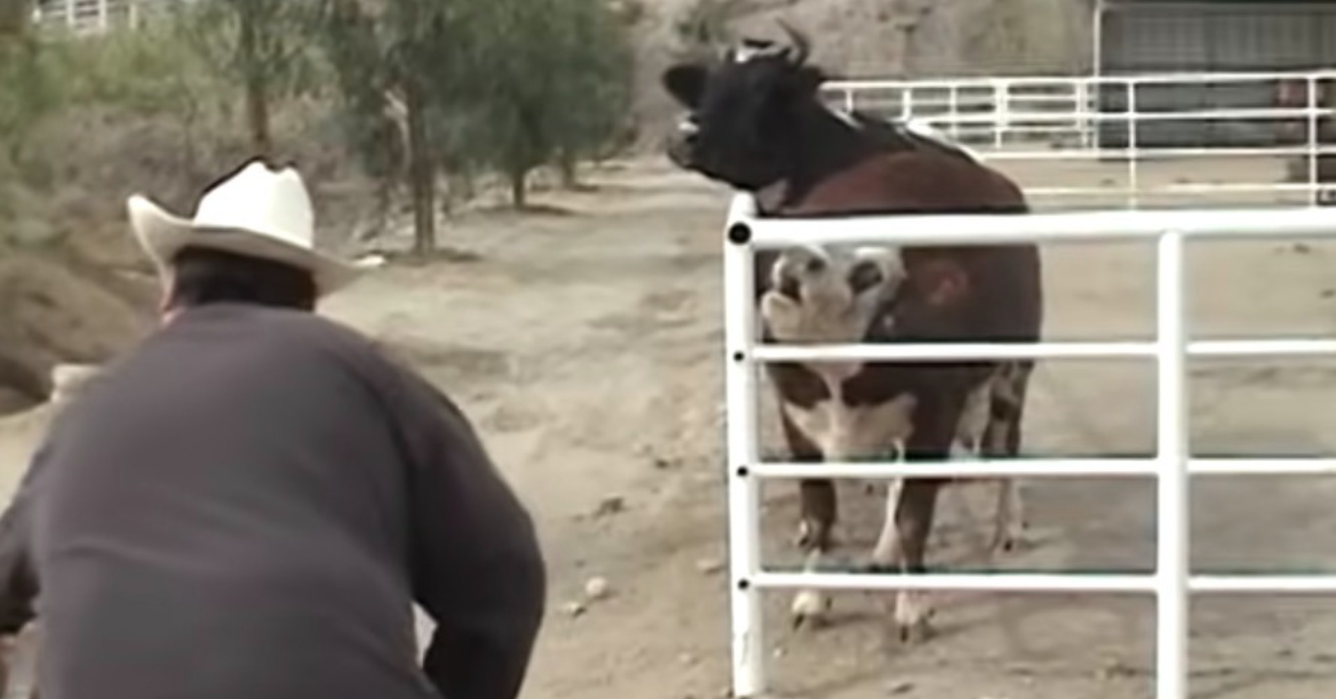 Cow cries all day and night for her lost calf – then she looks through ...