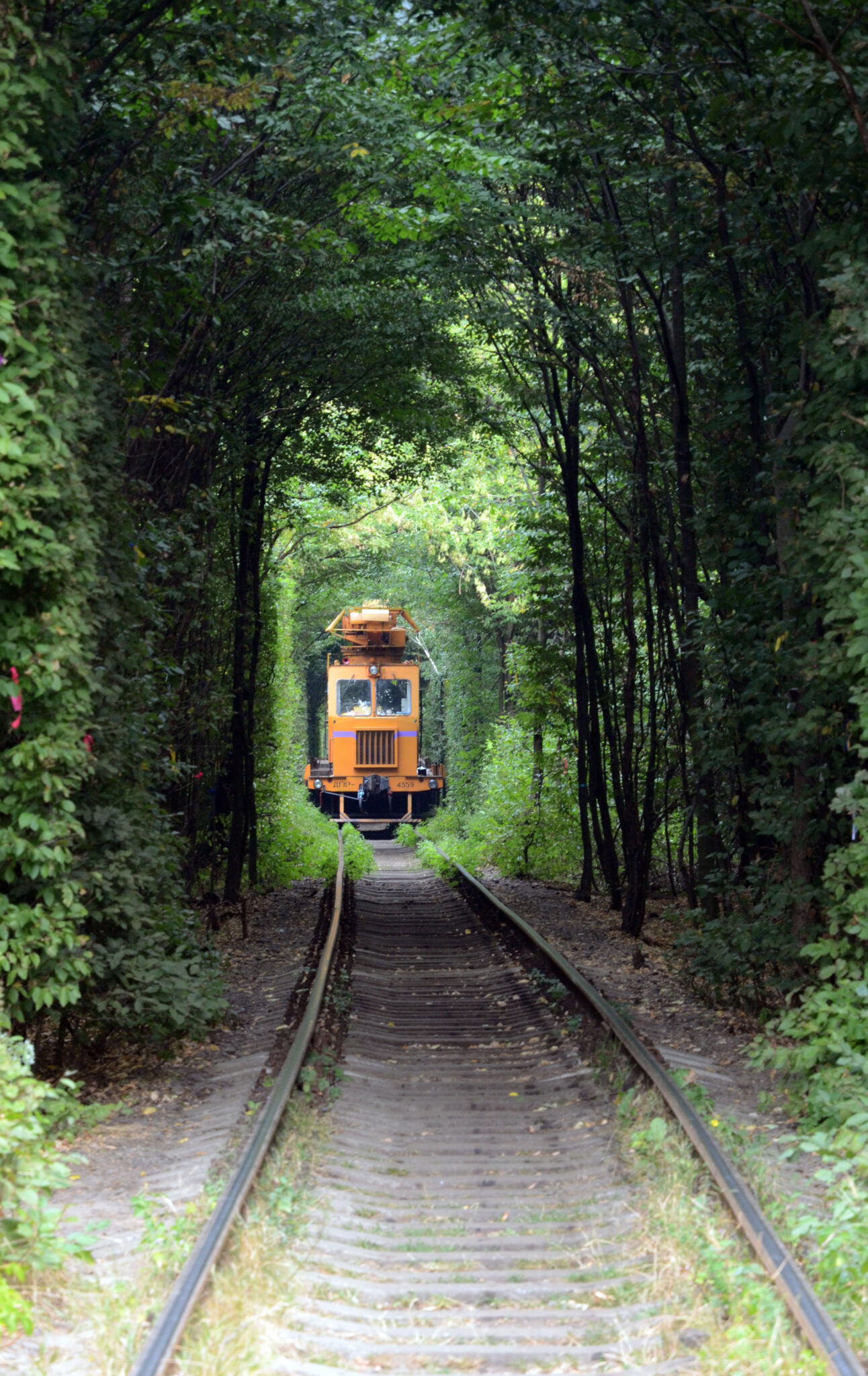 The Enchanting Tunnel of Love: A Natural Wonder in Klevan, Ukraine ...