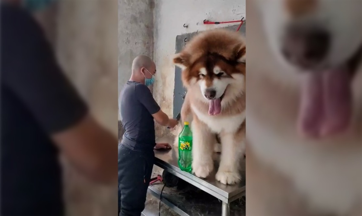 The Mighty Giant Alaskan Malamute: A Powerful and Sturdy Breed - Hasan ...