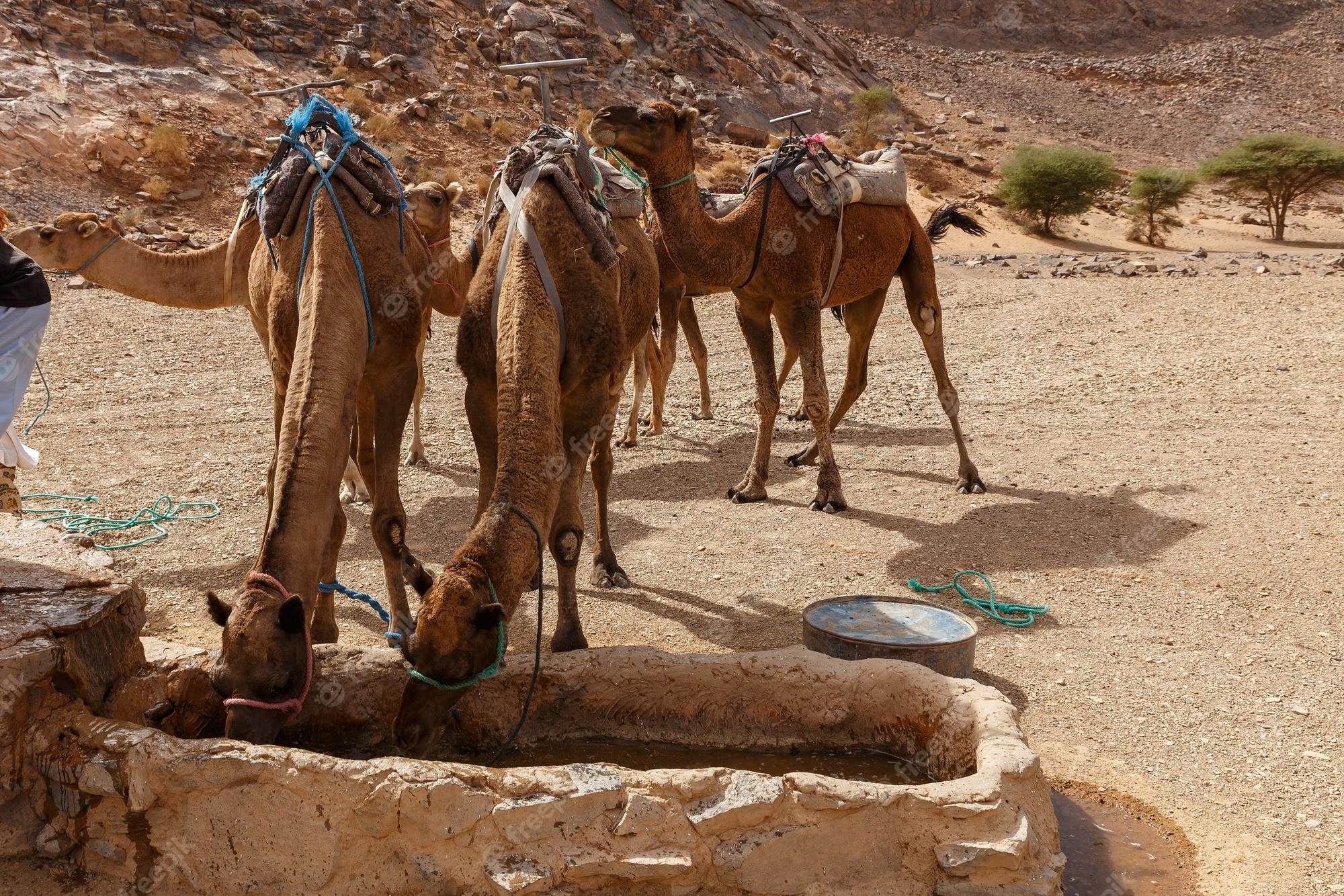 The Oval Blood Cells of Camels: An Adaptation for Drinking Large ...