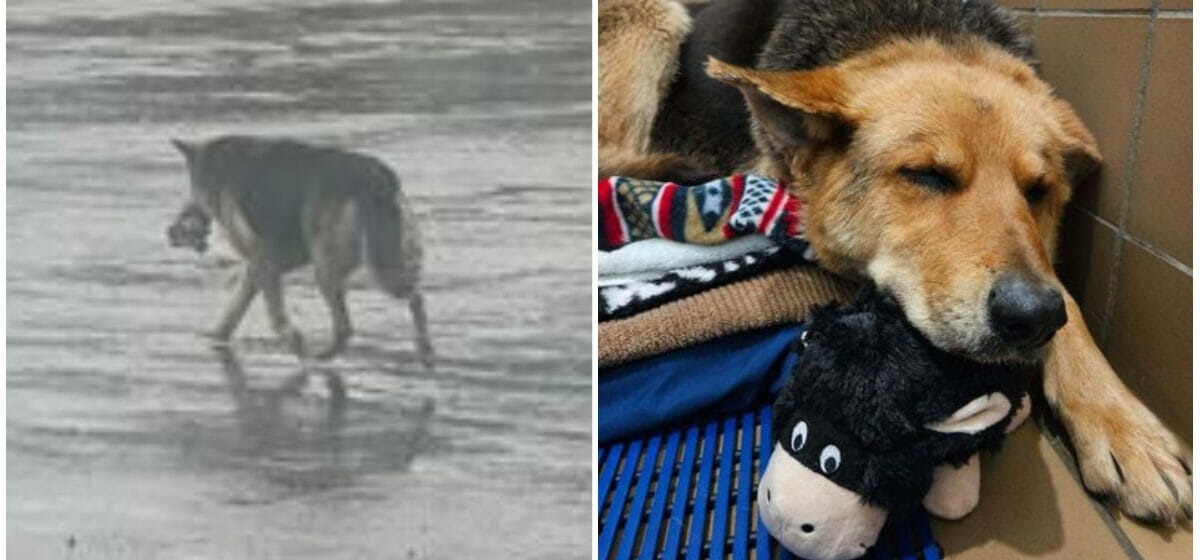 Dog found wandering streets of Detroit with stuffed animal gets rescued ...