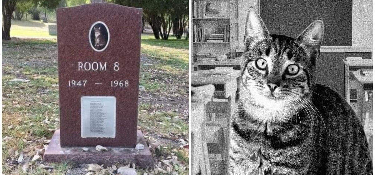 The story of ‘Room 8,’ beloved schoolhouse cat immortalized in gravestone - Hasan Jasim