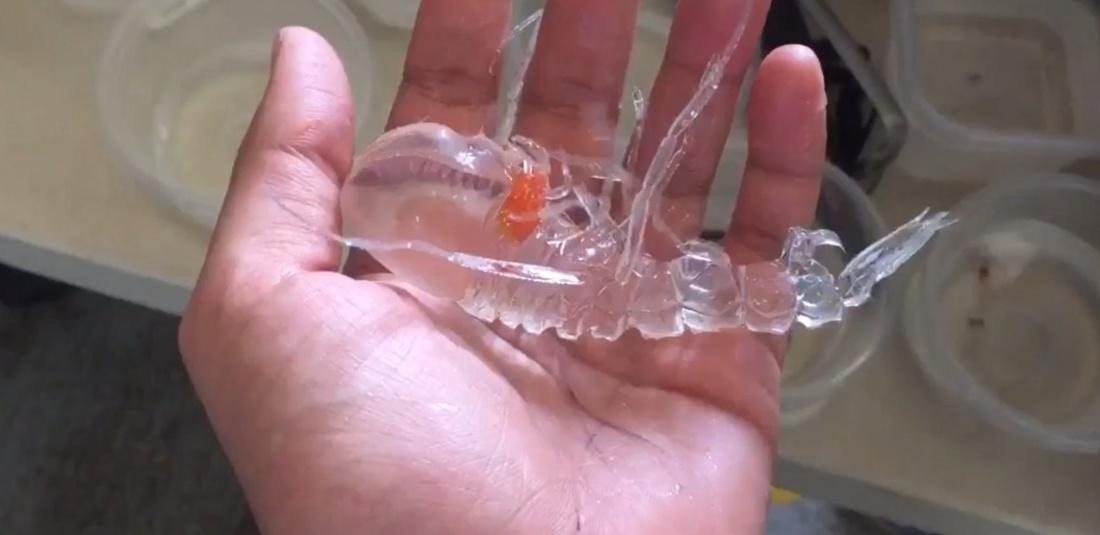 Footage of Mysterious Deep Ocean Creature with 'Totally Transparent ...