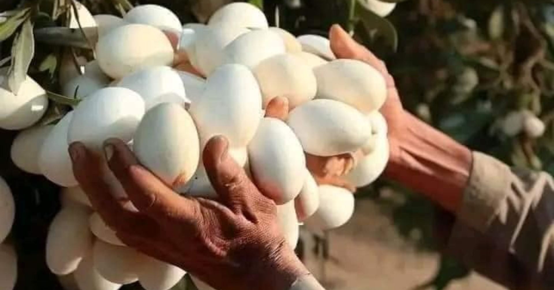 How eggplants earned their name: A surprising history behind this ...