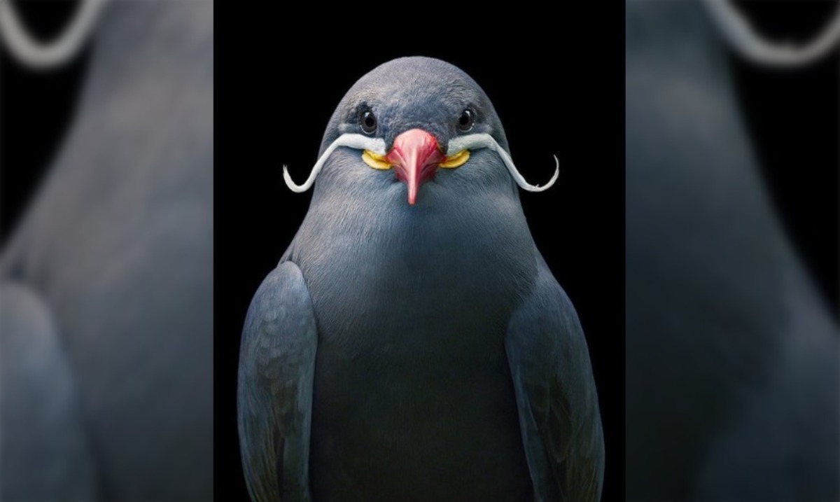 The Inca Tern: A Strikingly Unique Coastal Bird - Hasan Jasim