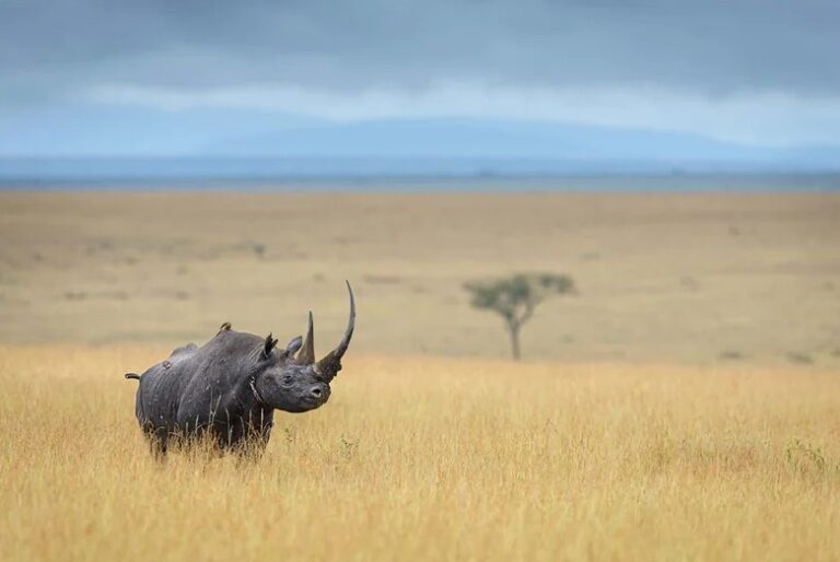 Karanja: The Majestic Rhino with Africa's Longest Horn - Hasan Jasim