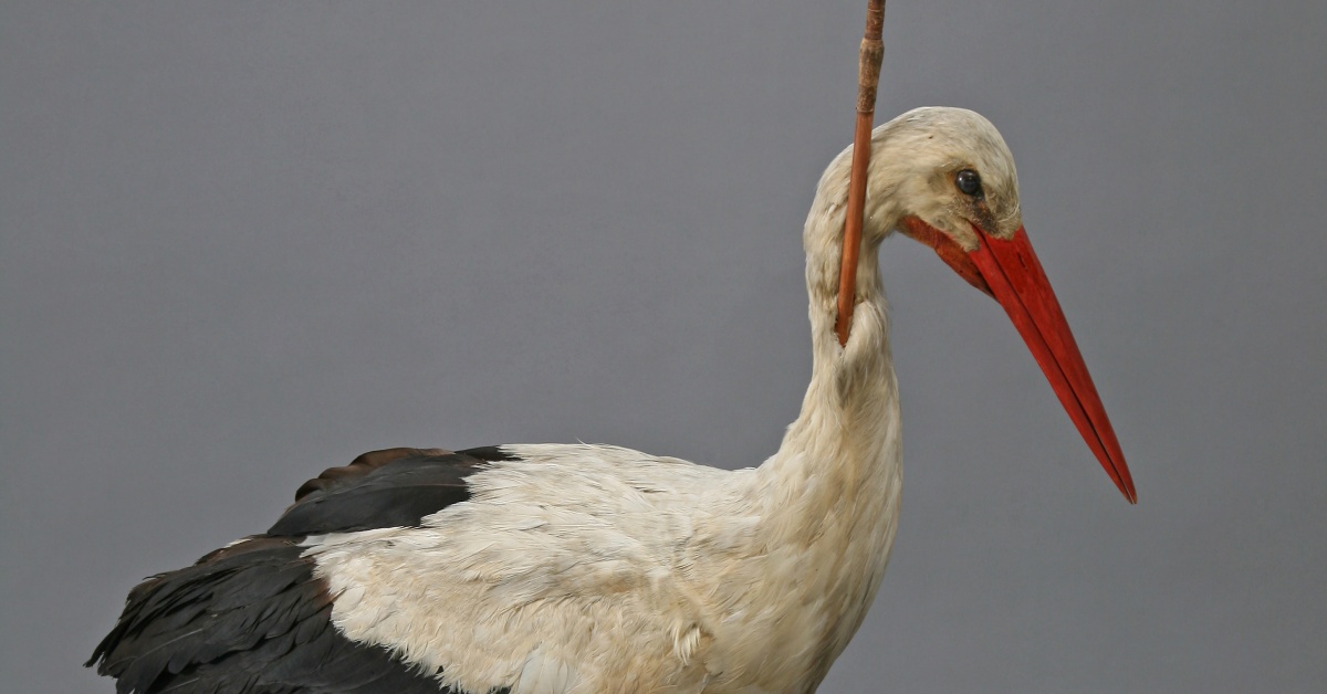 The Myth of Hibernating Birds: How a Stork Proved Aristotle Wrong ...