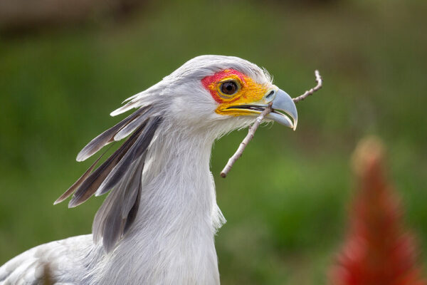 Secretary Birds Have More Luxurious Lashes Than Any Human We Know ...