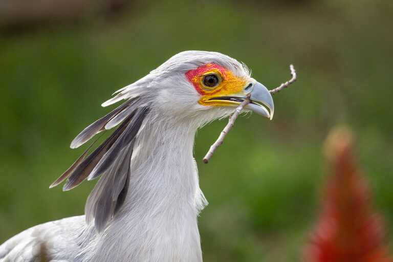 Secretary Birds Have More Luxurious Lashes Than Any Human We Know ...