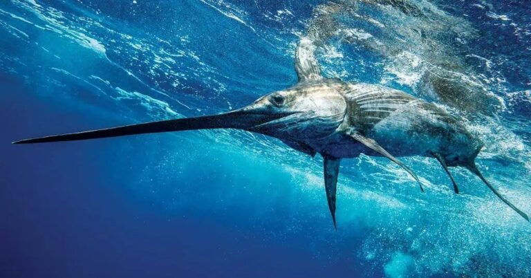 Marine Biologist Shows What A Baby Swordfish Looks Like - Hasan Jasim