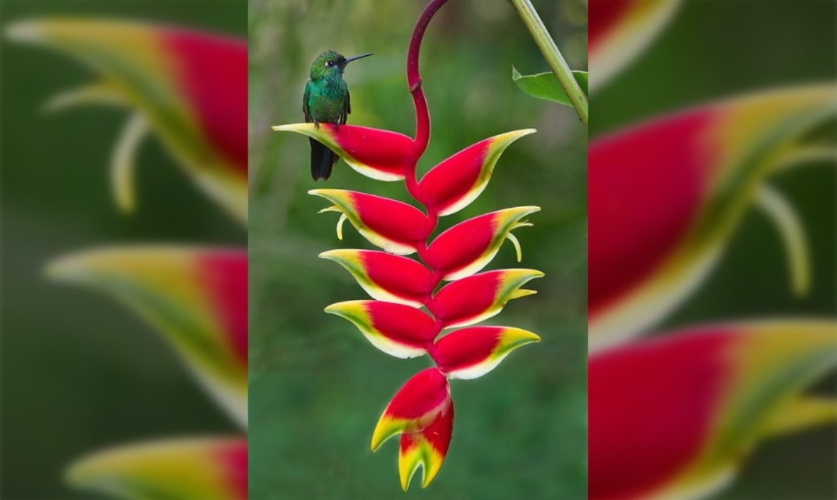 Heliconia Rostrata: The Enchanting Beauty of Hanging Lobster Claw ...