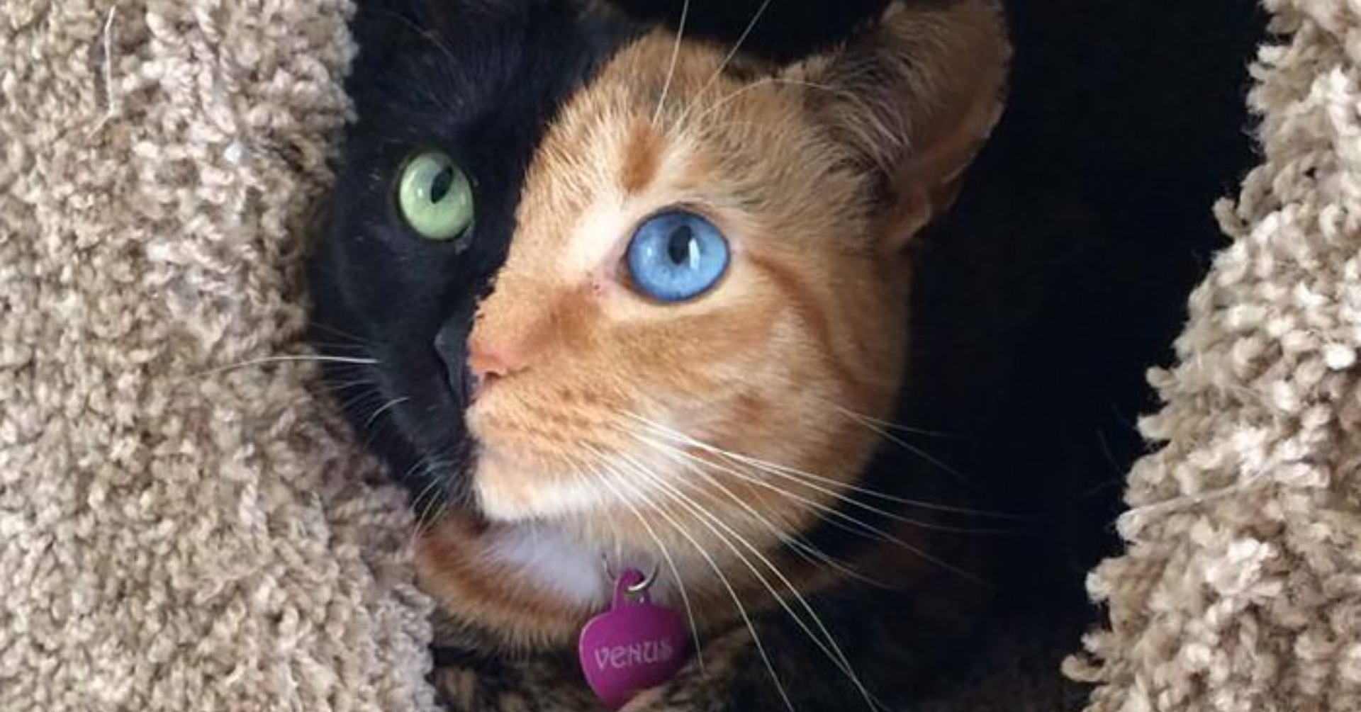 The Genetics of Venus, the Famous Two-Faced Cat - Hasan Jasim