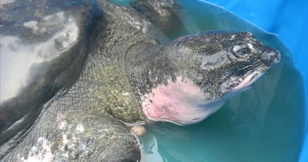 The Last Female Yangtze Giant Turtle Found Dead, Signaling the End of ...