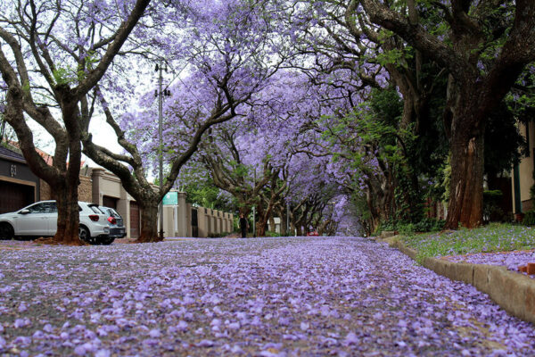 Jacaranda Blooming Season Transforms Johannesburg into a Floral ...