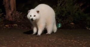 A Beautiful and Rare Leucistic Raccoon: Meet Moby Rick - Hasan Jasim