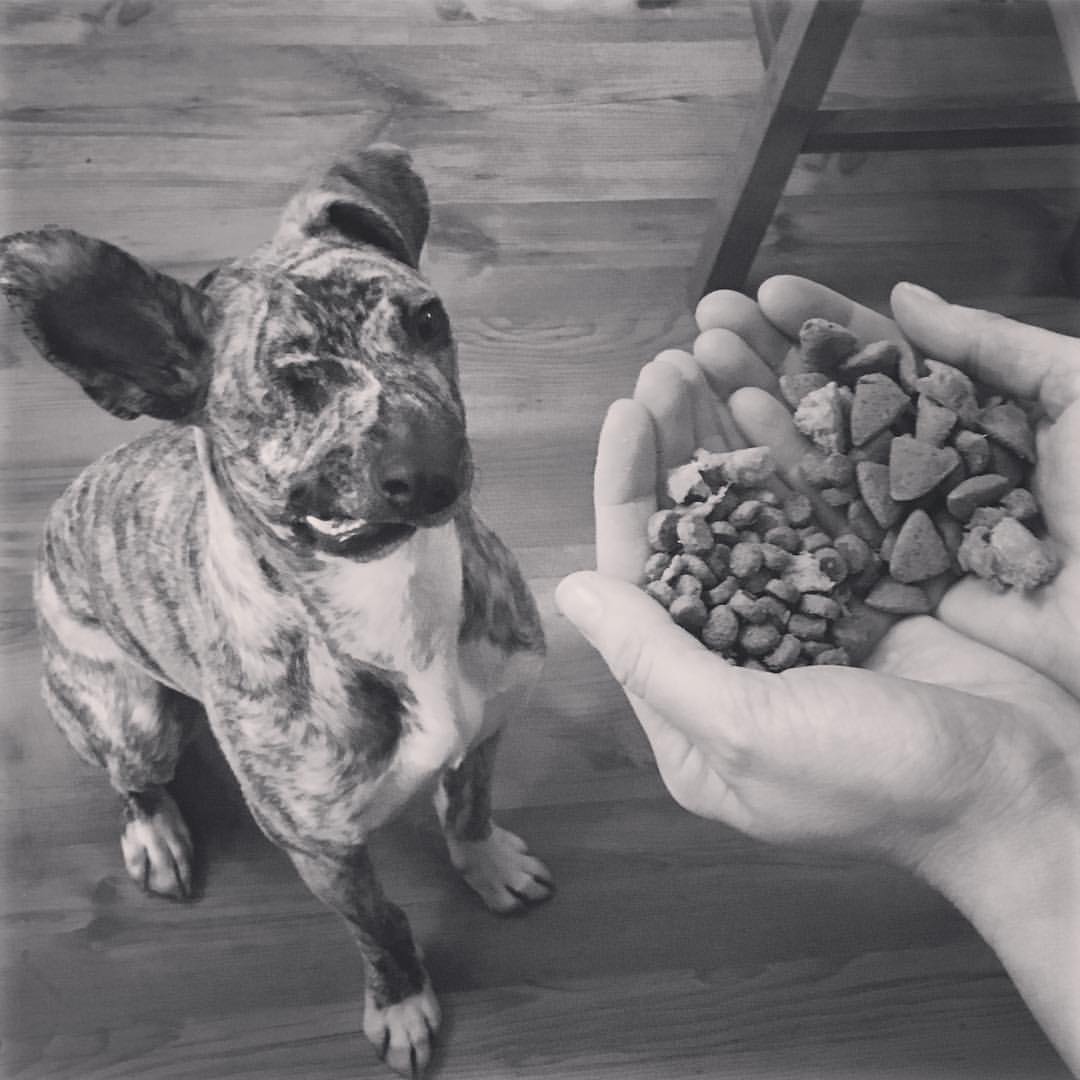 Deformed dog that can’t eat set to be euthanized: When the truth is ...