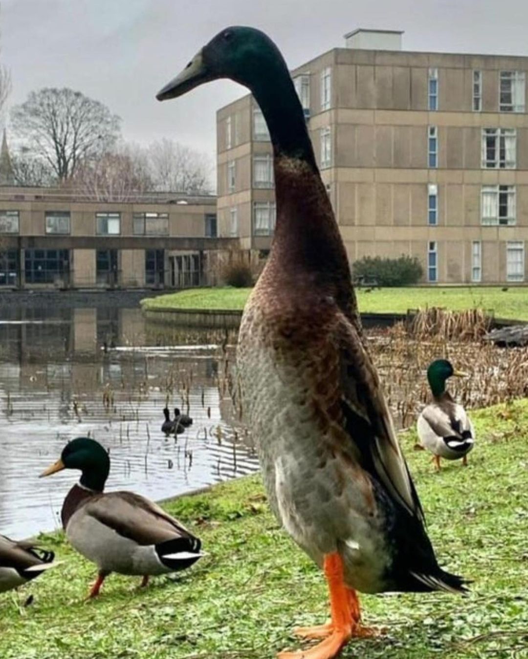 York University” and “tallest duck” named Long Boi that went viral ...