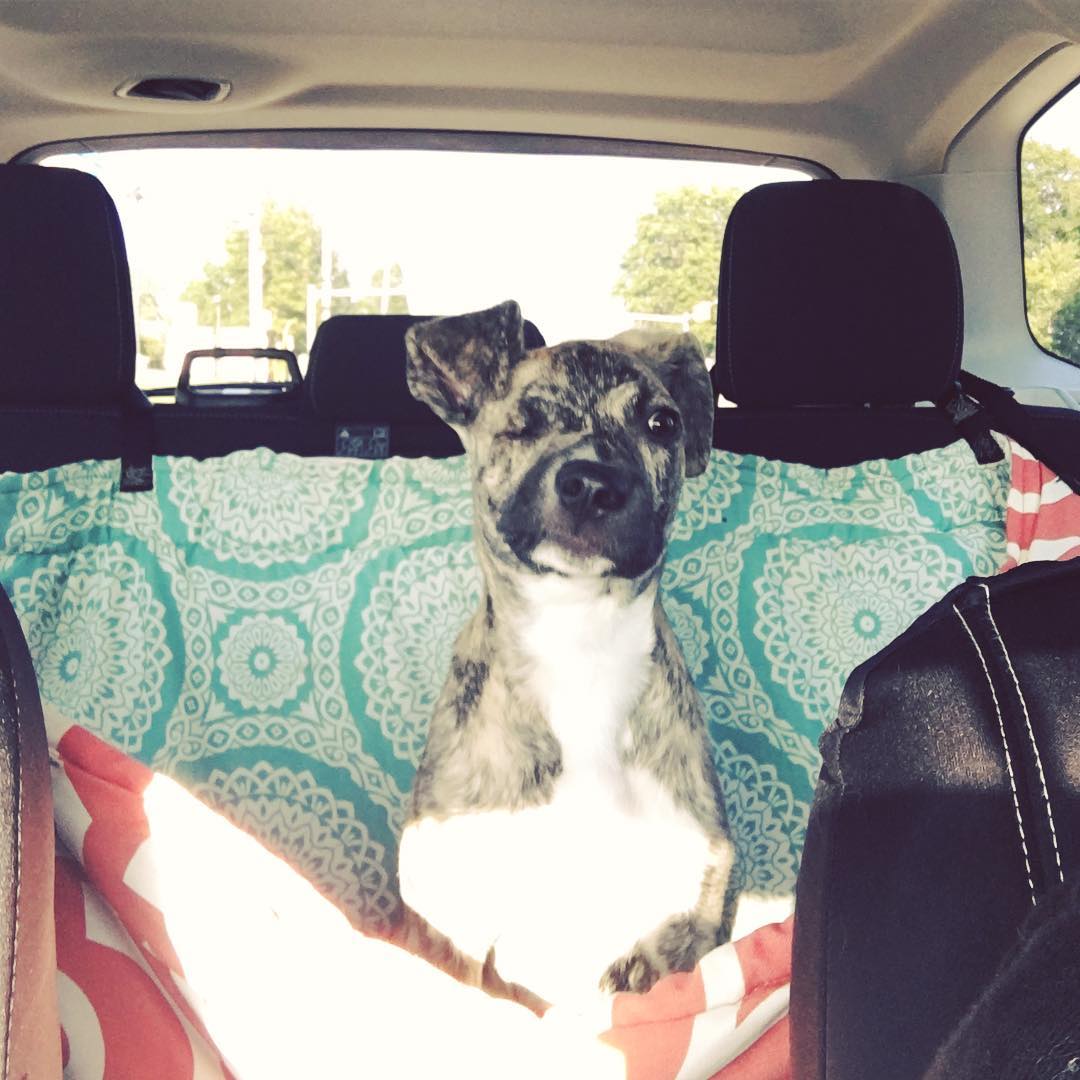Deformed dog that can’t eat set to be euthanized: When the truth is ...