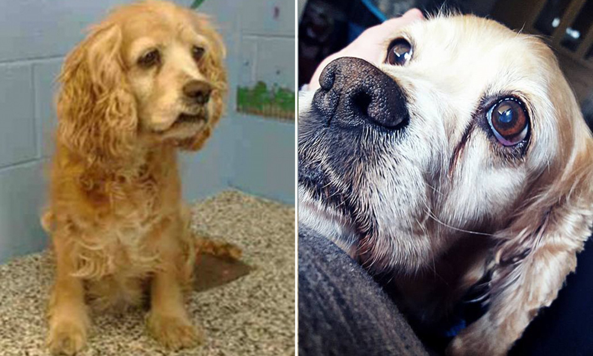 Family dumps 15-year-old dog and takes home younger puppy - Hasan Jasim