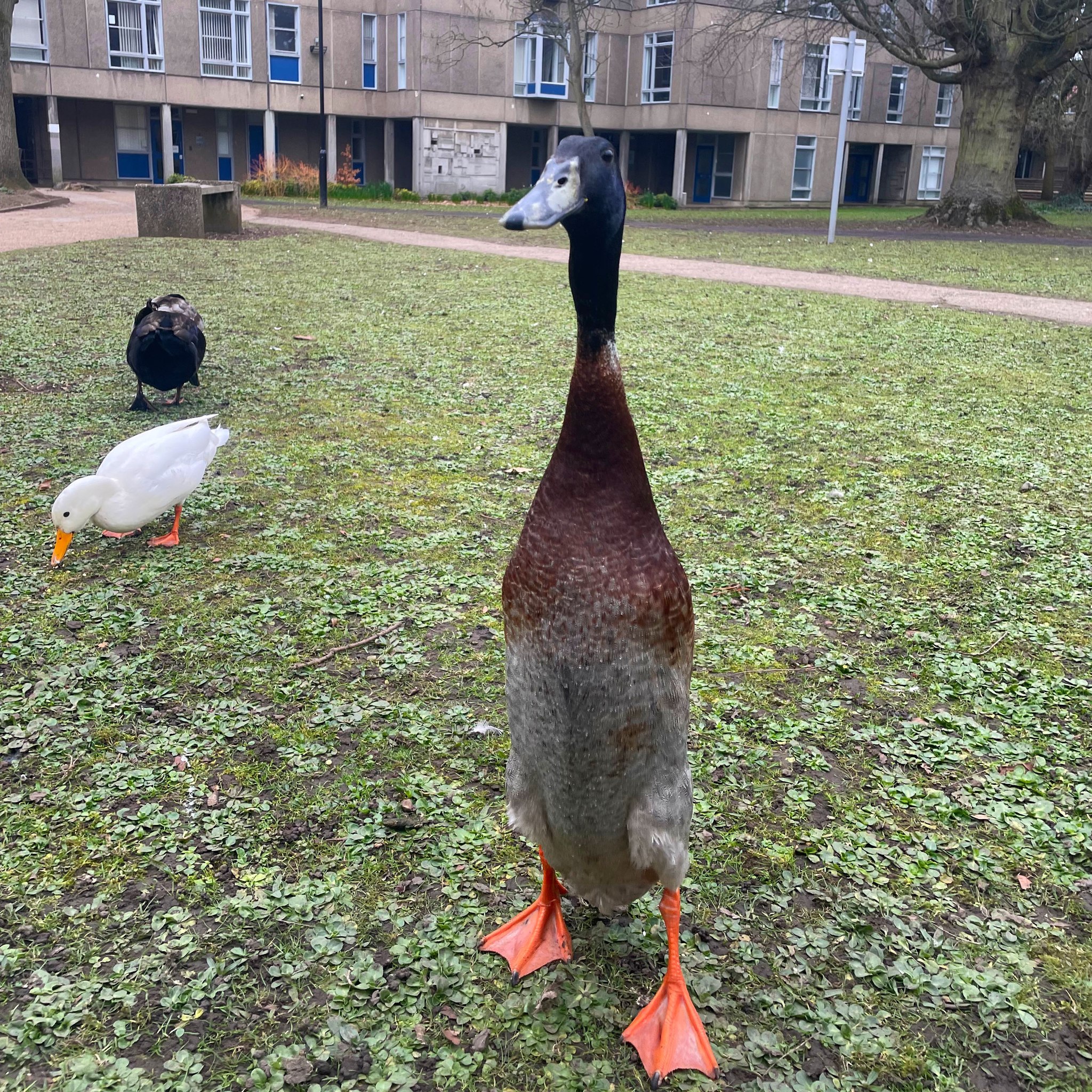 York University” and “tallest duck” named Long Boi that went viral ...