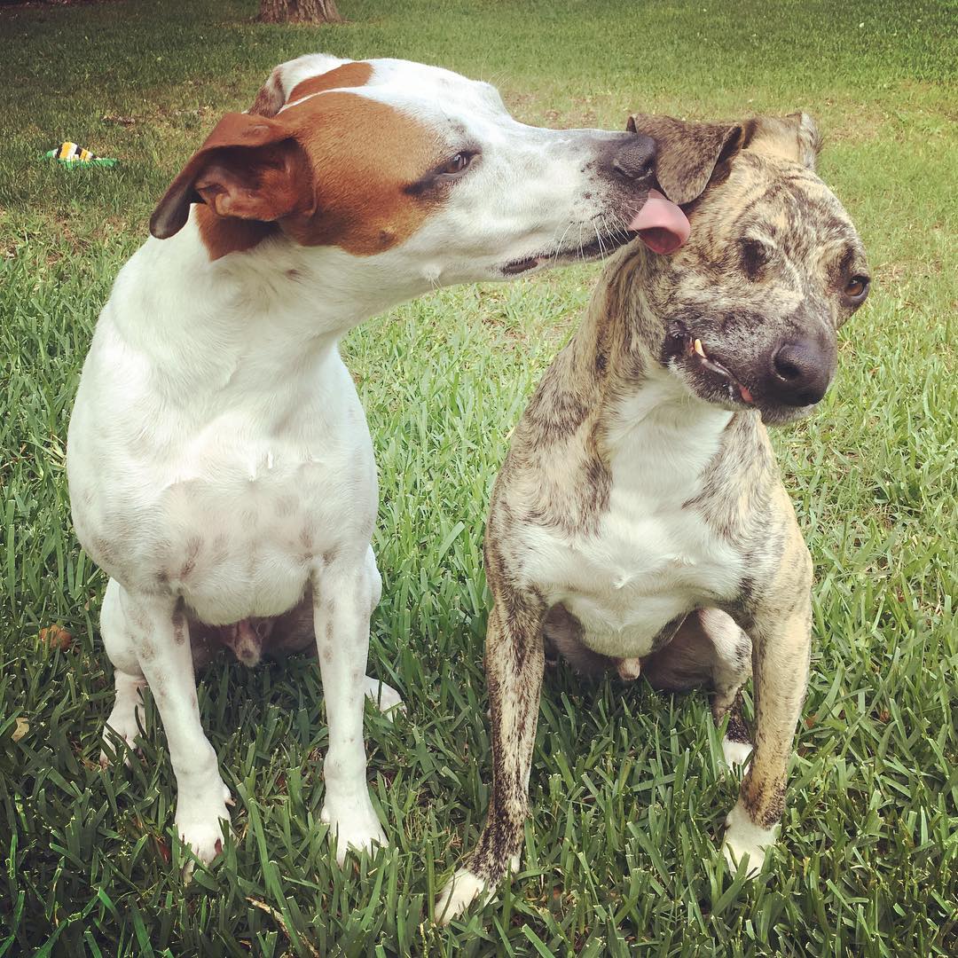 Deformed dog that can’t eat set to be euthanized: When the truth is ...