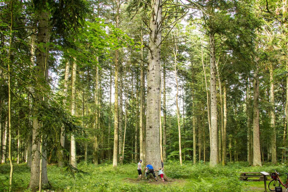 The Forgotten Forest: The Tale of Sweden's Naval Oaks - Hasan Jasim