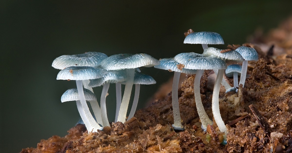 The Enchanting Pixie's Parasol: Exploring the Captivating Mycena ...