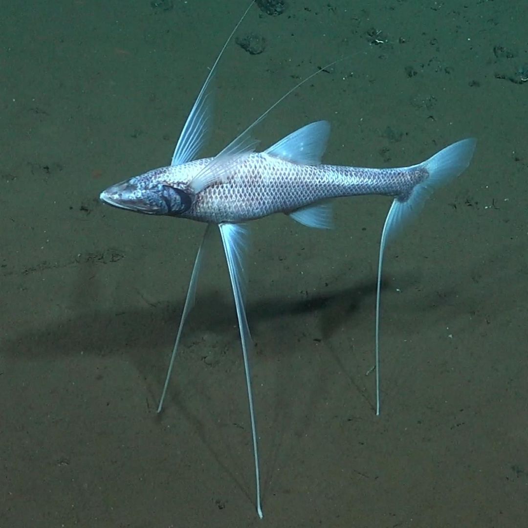 Tripod Fish: The Astonishing Deep-Sea Standouts - Hasan Jasim