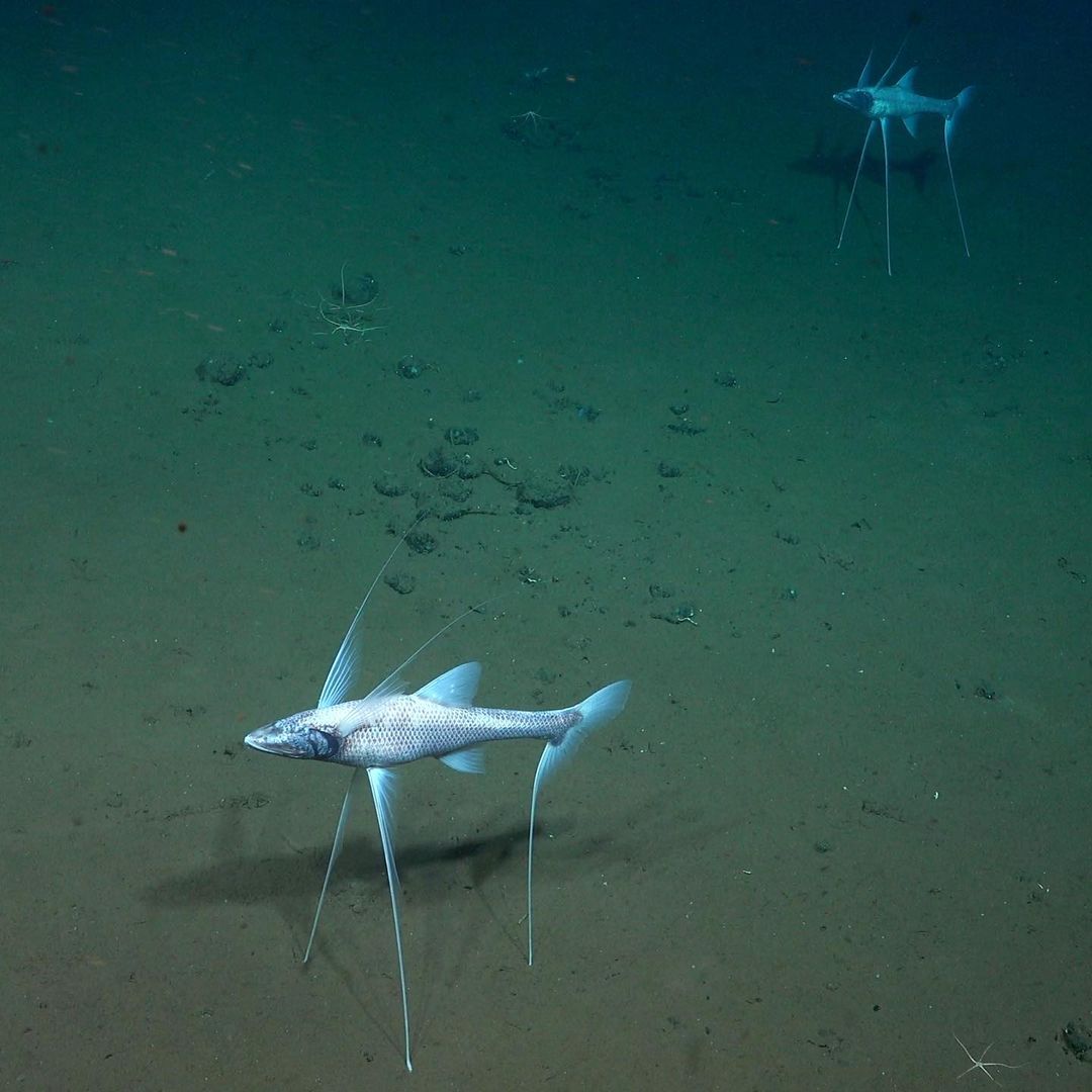 Tripod Fish: The Astonishing Deep-Sea Standouts - Hasan Jasim