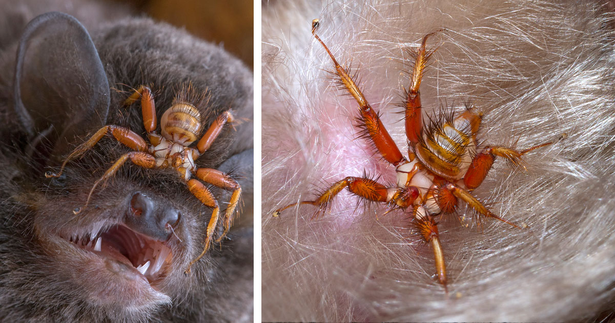 Bat’s got to hurt! Blood-sucking fly clings to winged mammal as it ...