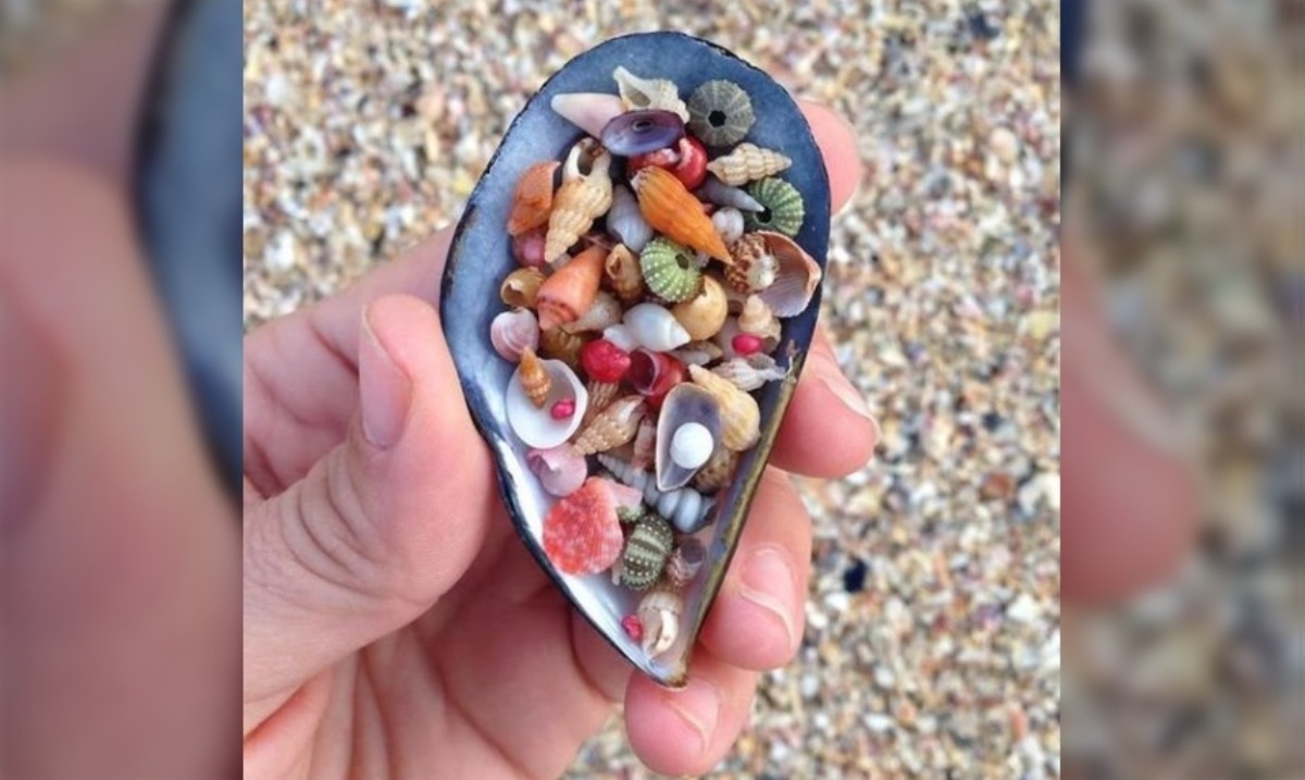 Exploring the Bountiful Seashell Paradise of Jeffreys Bay, South Africa ...