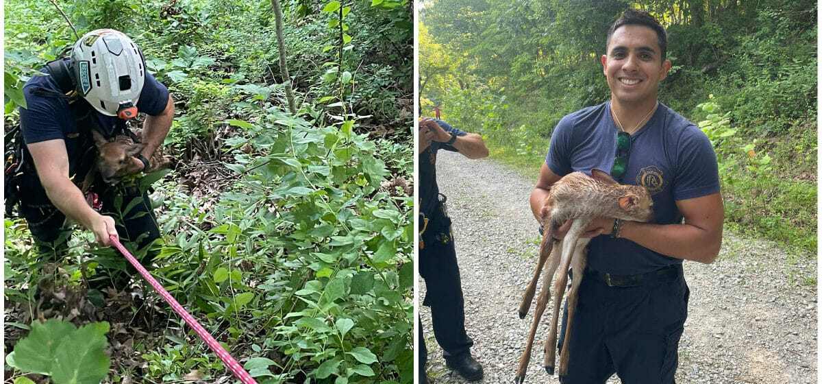Firefighters rescue drowning baby deer from lake — thank you - Hasan Jasim