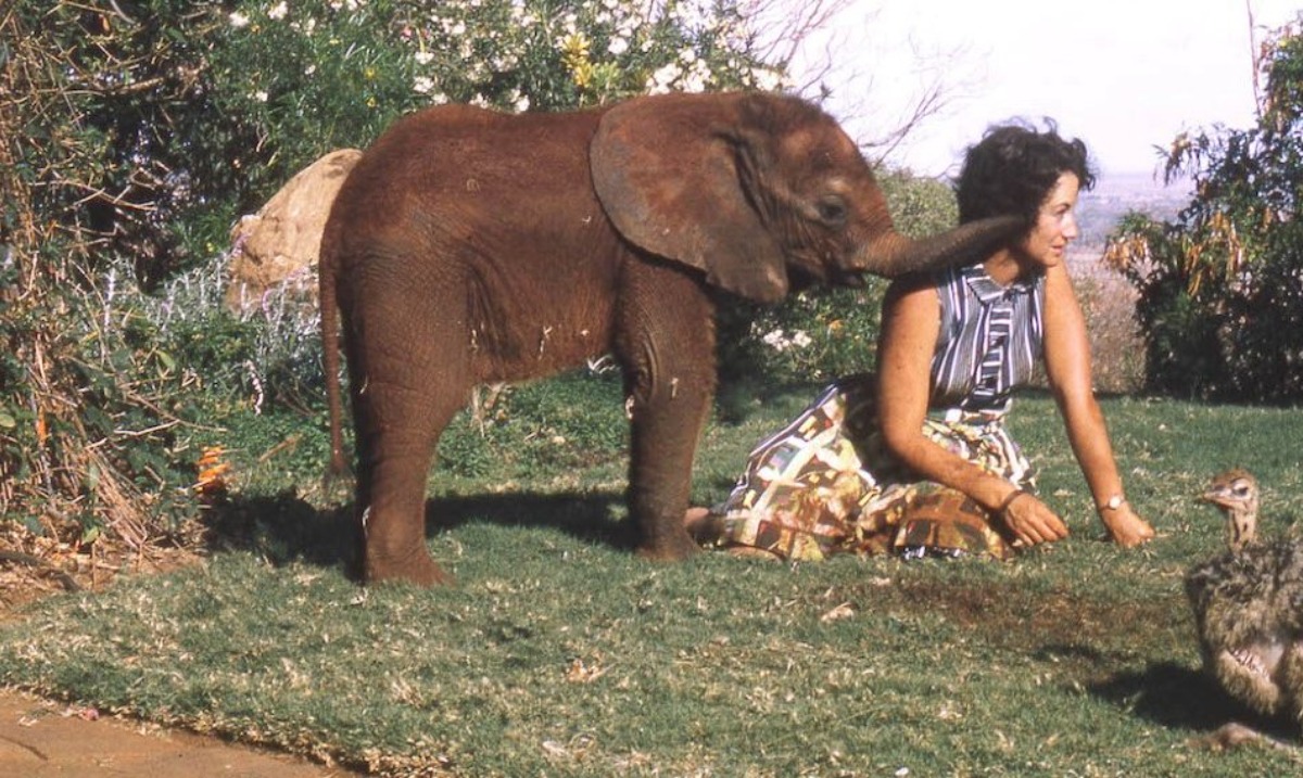 The Mighty Guardians: Elephants and Their Indispensable Role in the ...