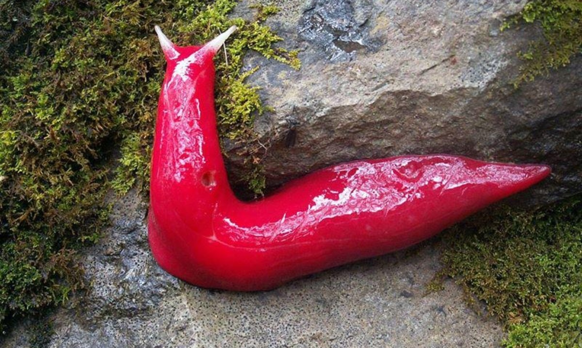 The Remarkable Giant Pink Slugs of Mount Kaputar in Australia - Hasan Jasim