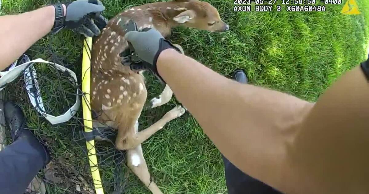 Video: police officers save baby deer trapped in soccer net - Hasan Jasim