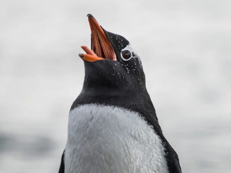 People Are Terrified After Seeing What The Inside Of A Penguin's Mouth ...