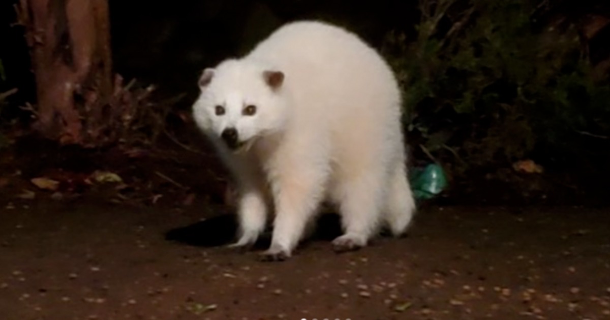 A Beautiful and Rare Leucistic Raccoon: Meet Moby Rick - Hasan Jasim