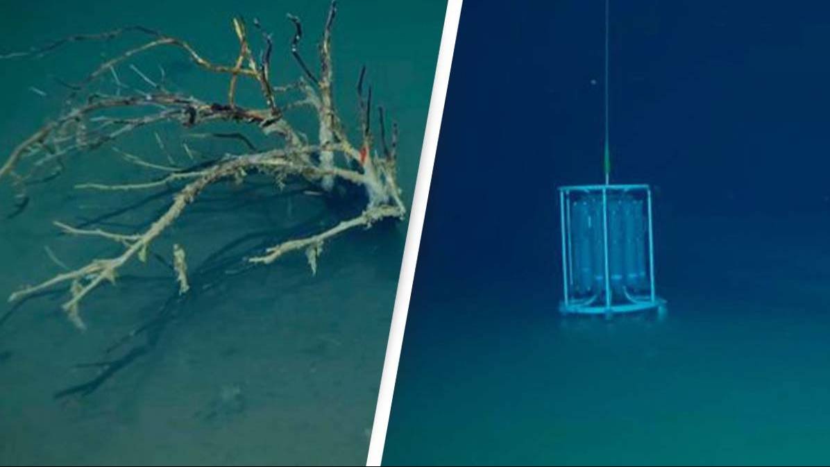 ‘Death Pool’ at Bottom of the Ocean Instantly Kills Everything That ...