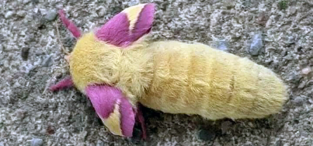 Man finds unusual creature in his garden — then sees it transform into ...
