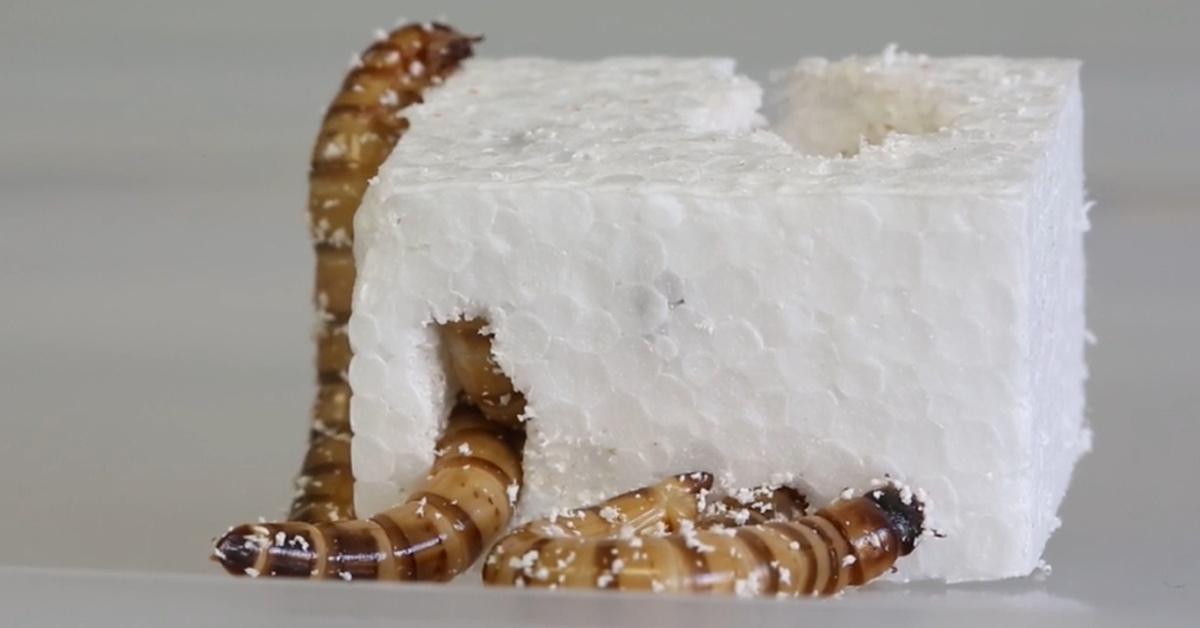 Plastic-Eating Superworms: A Potential Solution to the Global Plastic ...