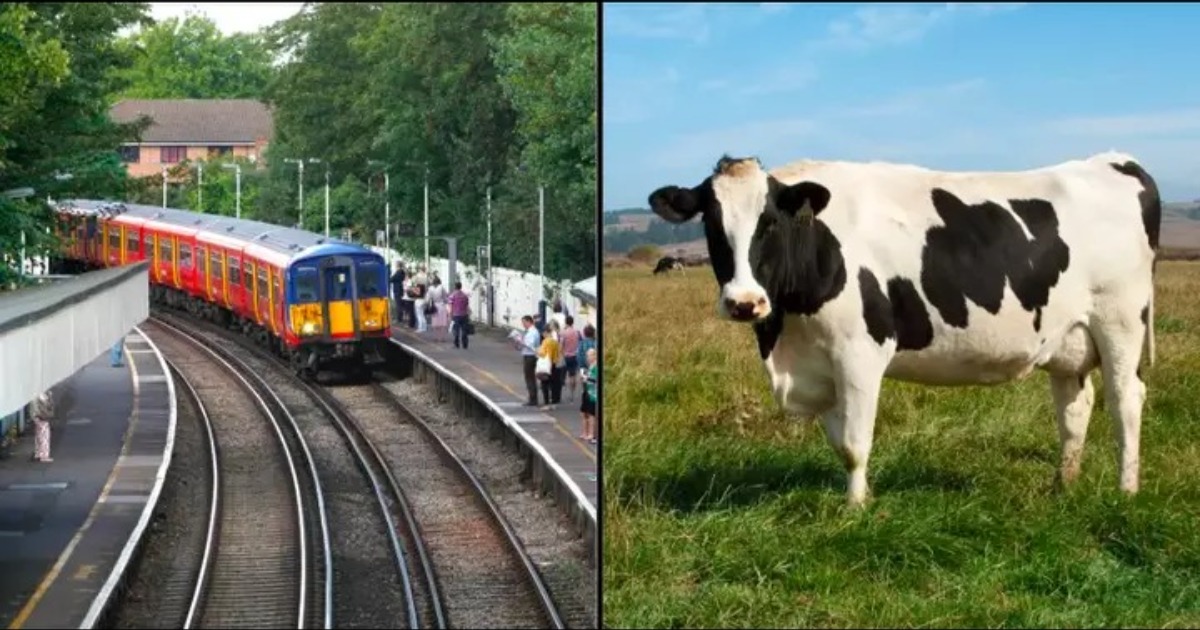 Pensioner killed by a flying cow that was hit by a train and flung ...