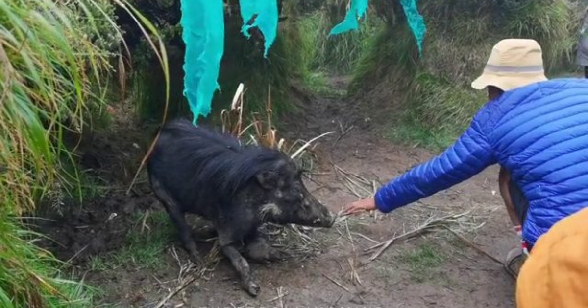 Wild pig attacks visitors, prompting authorities to caution the public ...