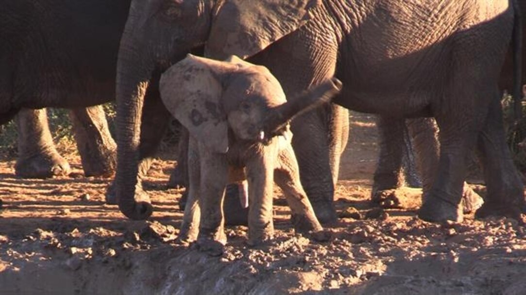 Unleashing the Playful Turbine Fan: Young Elephant Trunks in Motion ...