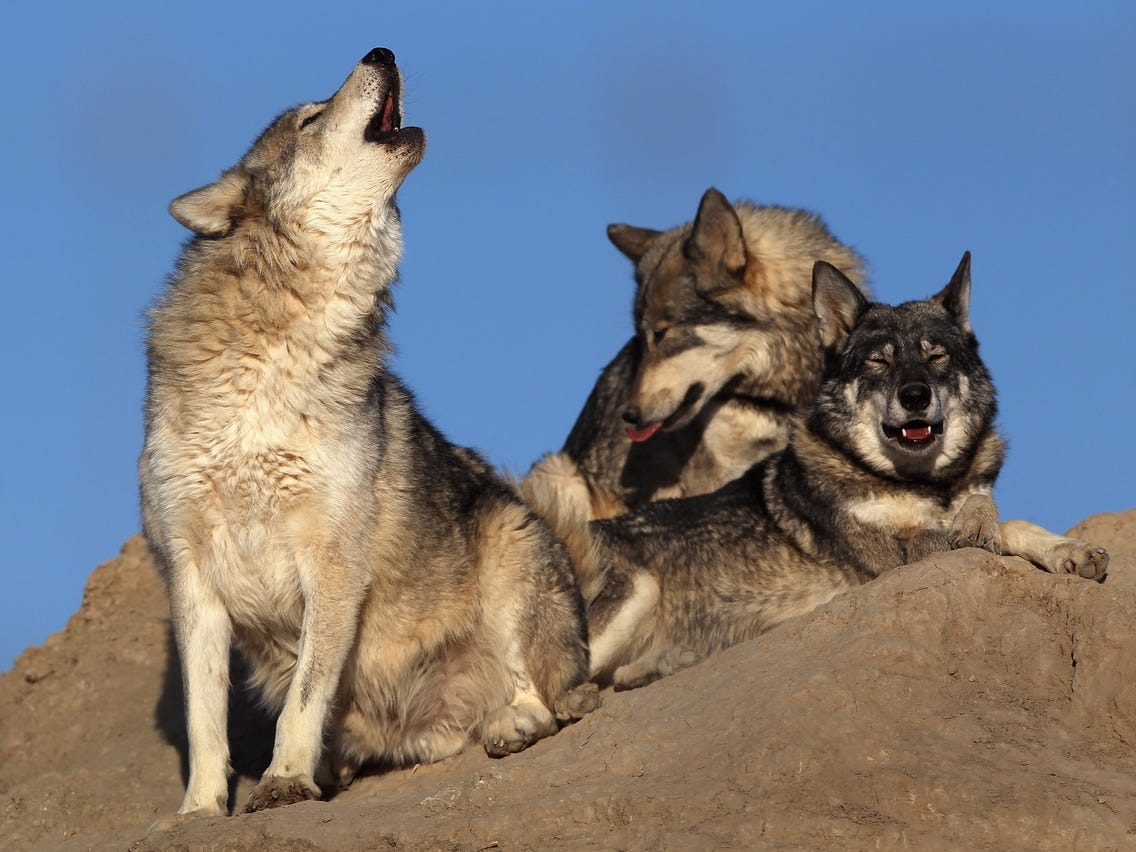 The Term Alpha Male Is All A Lie - Hasan Jasim