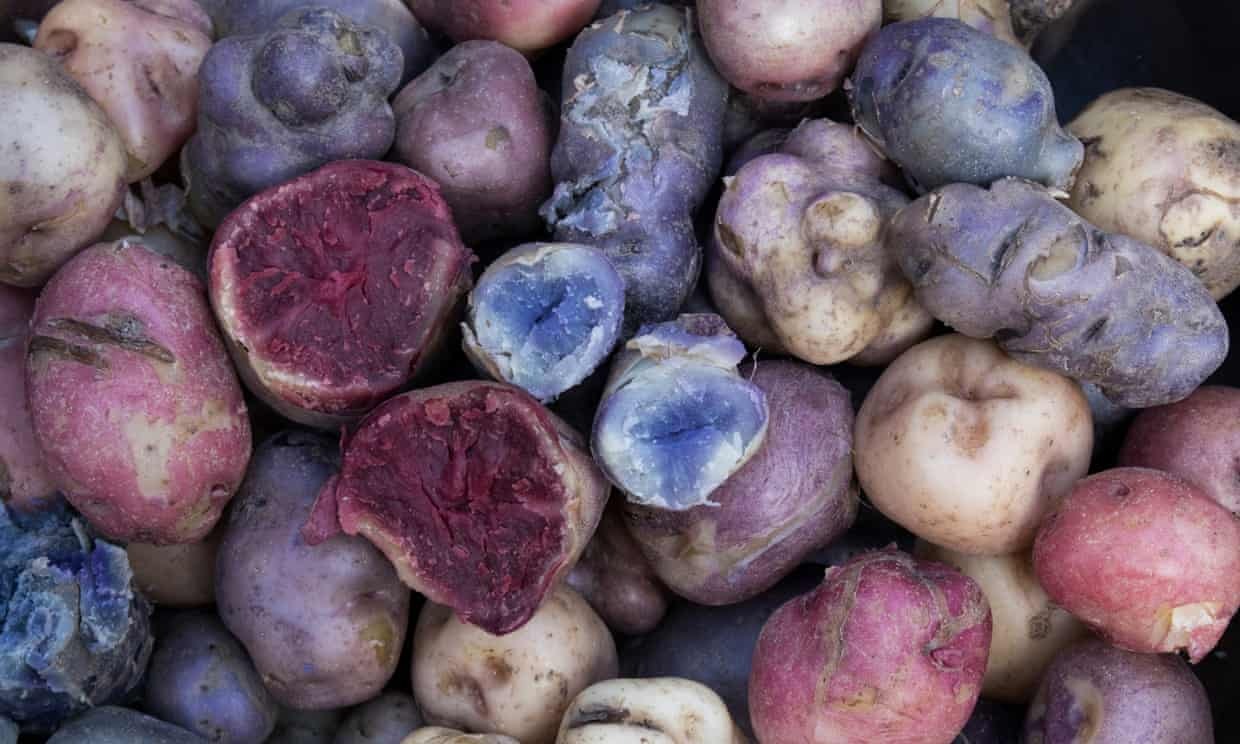 Peru's Potato Museum: A Solution to the World Food Crisis? - Hasan Jasim