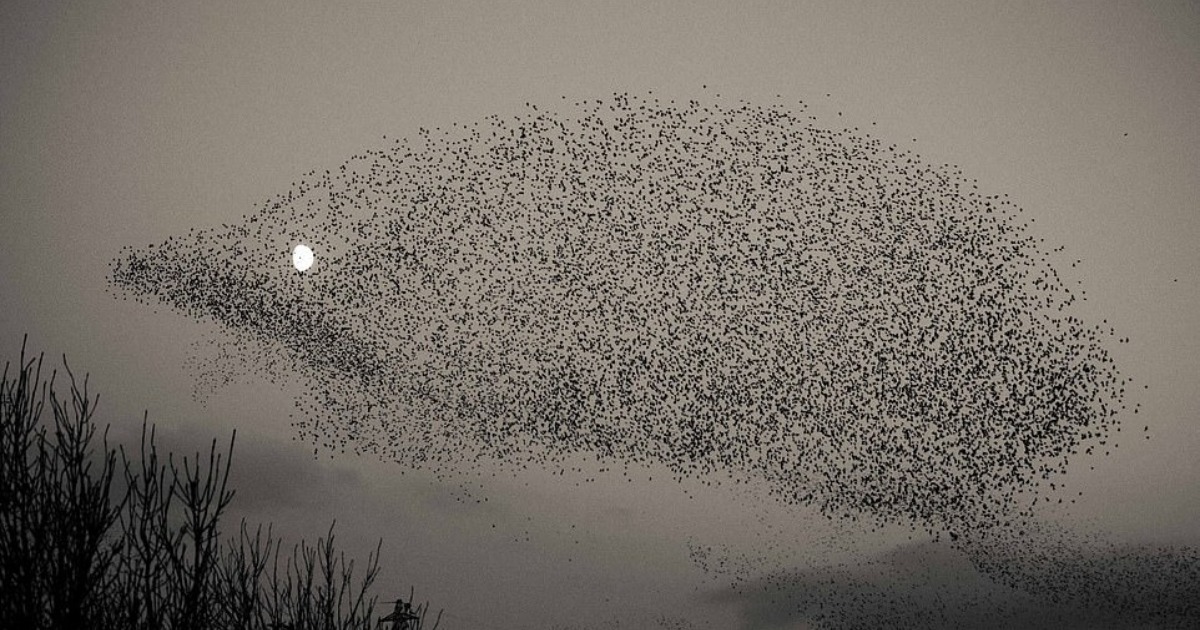 Witness the Unforgettable Moment: Photographer Jarlath Flynn’s ...