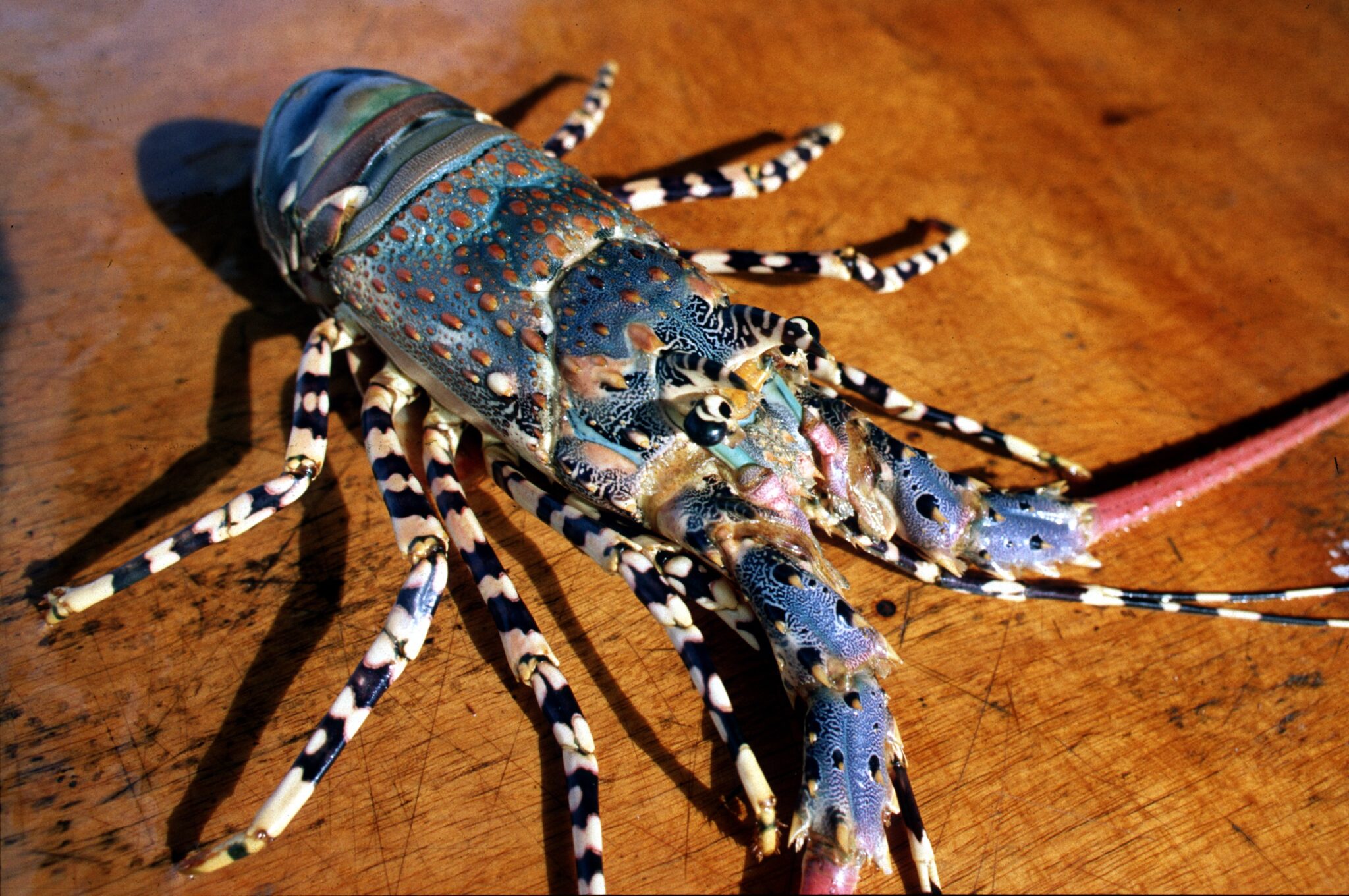 Rainbow Lobster: The Mysterious Migration of the Tropical Rock Lobster ...