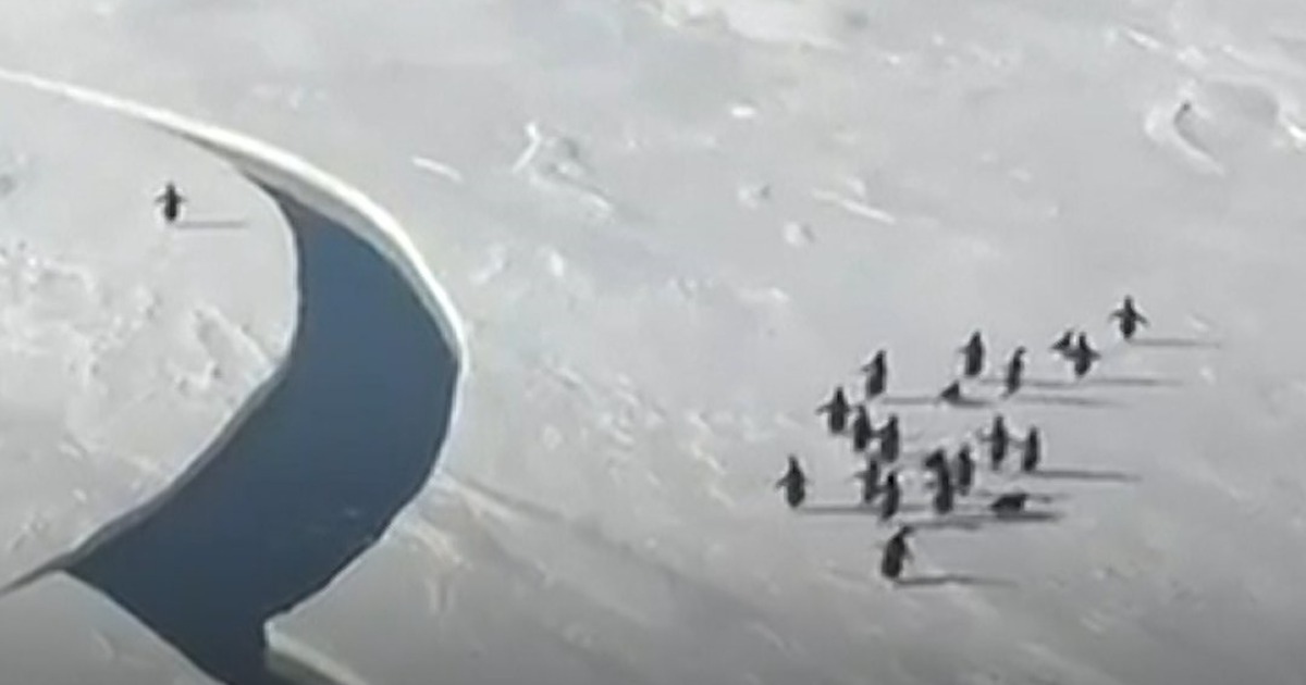 Video: Sea-ice Melts, Separates Penguin From Group. Here's What ...