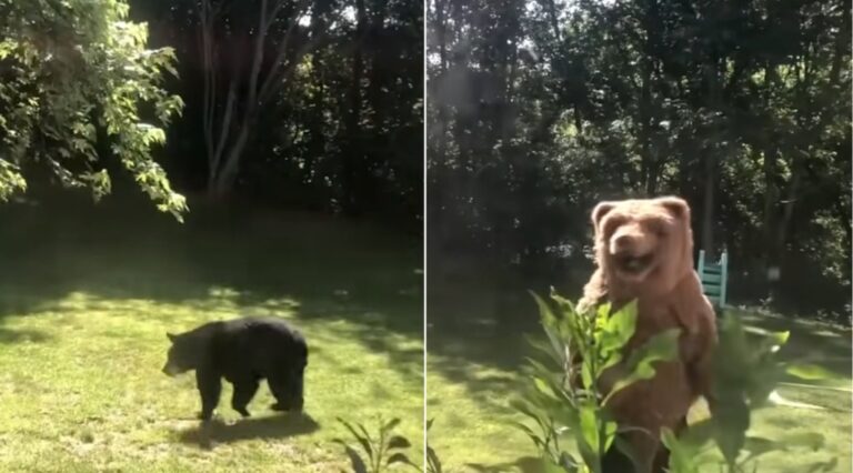 Man in Grizzly Bear Costume Scares Off Black Bear - Hasan Jasim
